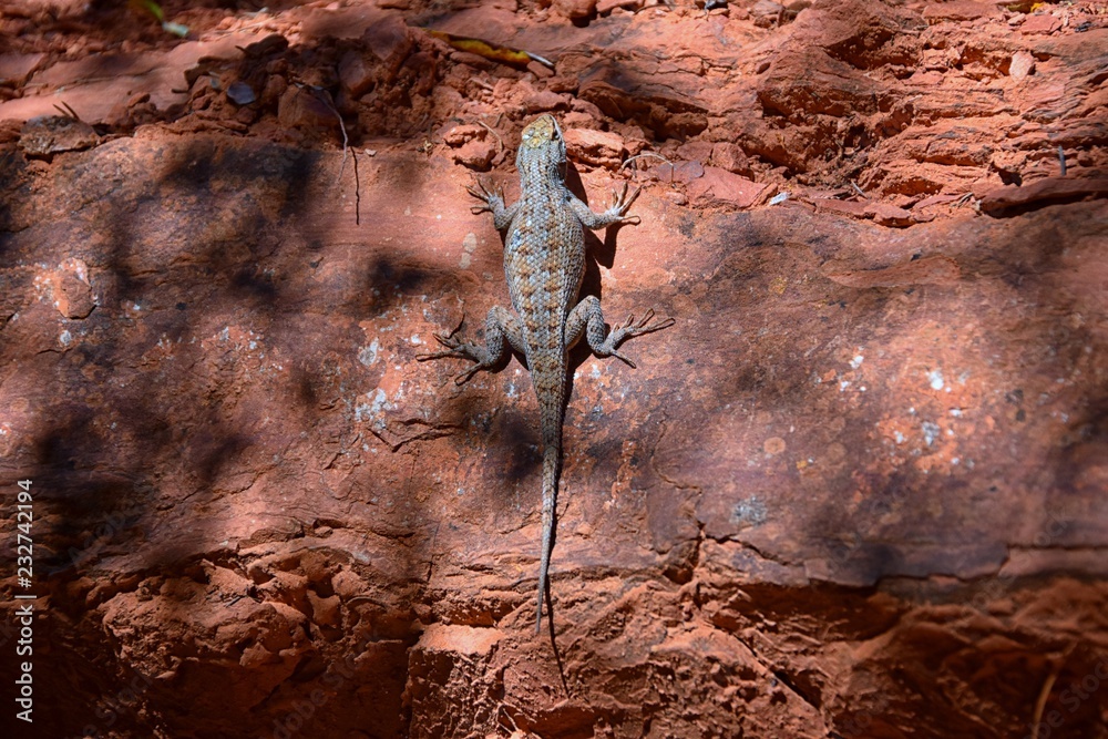 Western fence lizard (Sceloporus occidentalis) which belongs in the ...