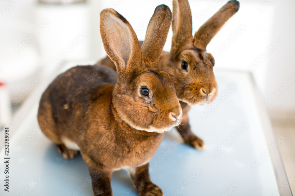 Hasen Stock Photo | Adobe Stock