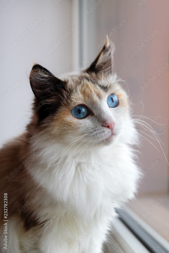 Blue Tortoiseshell Cat