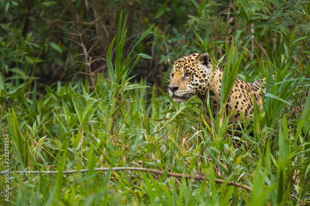 Jaguar Standing
