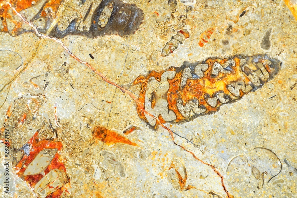 Cross section of limestone rock with fossils Stock Photo | Adobe Stock