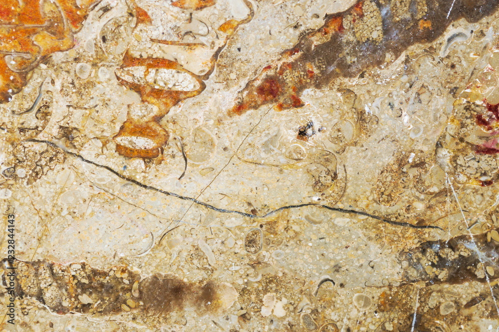 Cross section of limestone rock with fossils Stock Photo | Adobe Stock