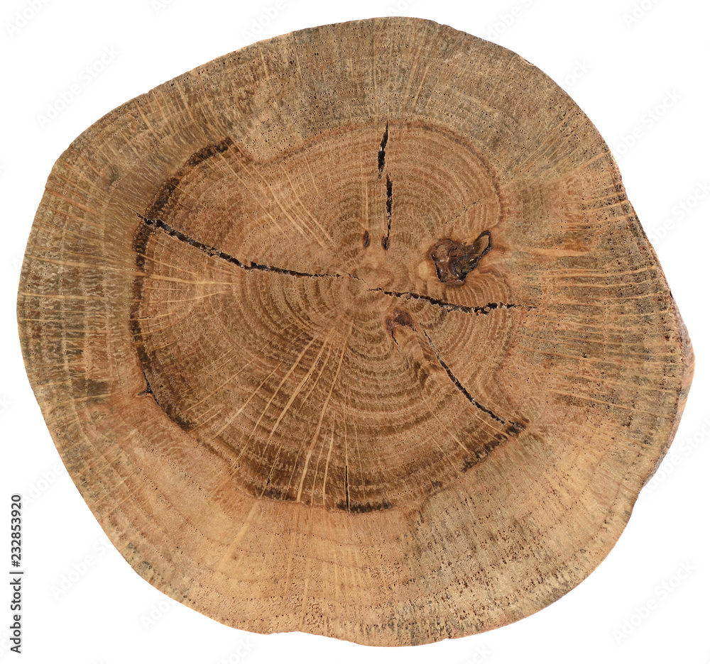 Oak wood slab texture with rings and cracks irregular shape isolated on ...