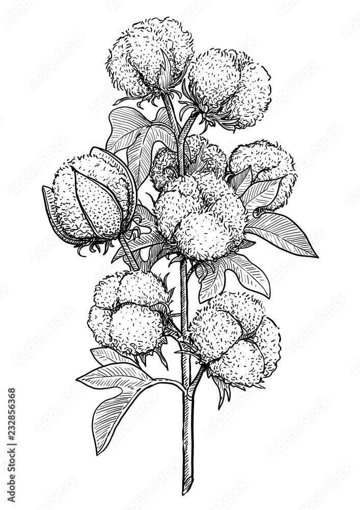 Cotton plant illustration, drawing, engraving, ink, line art, vector ...