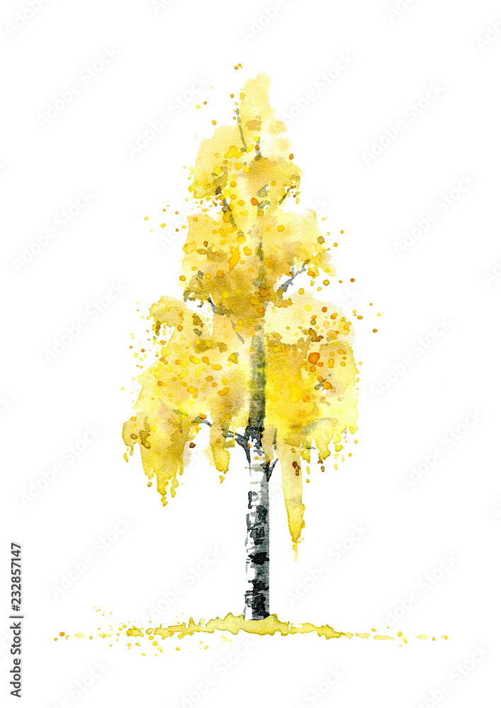 Birch tree. Autumn. Yellow wood. Watercolor hand drawn illustration ...