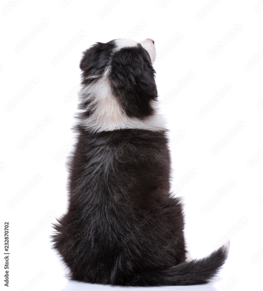 Beautiful happy Australian shepherd puppy dog sitting and looking ...