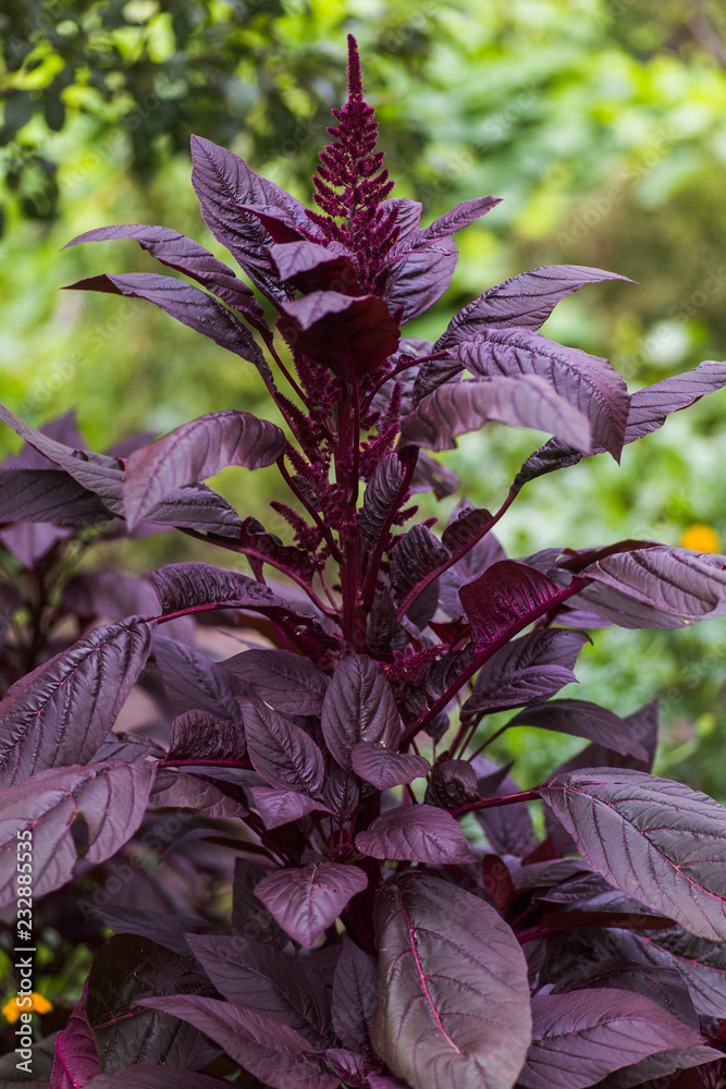 Amaranthus Cruentus