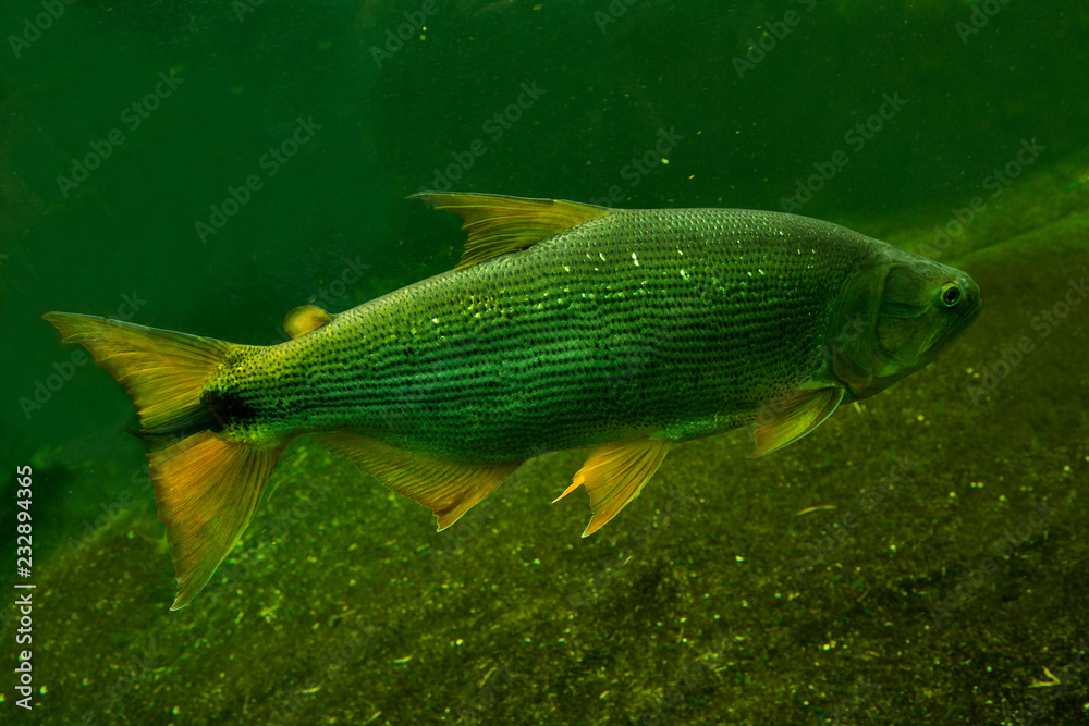 Salminus brasiliensis (dourado, dorado, golden dorado, river tiger, jaw ...