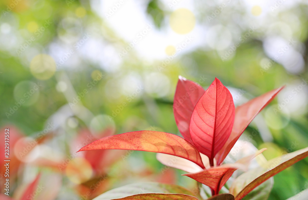 Blindness tree's leaf(Excoecaria cochinchinensis) on blurred with bokeh ...