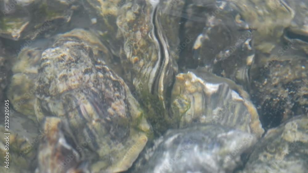 Oyster in water. Group of several fresh oysters in clear water. Oysters ...