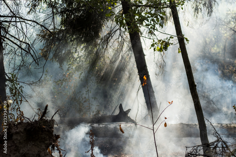 Fire in the forest. Smoke among the trees. Fire of trees in a swamp ...