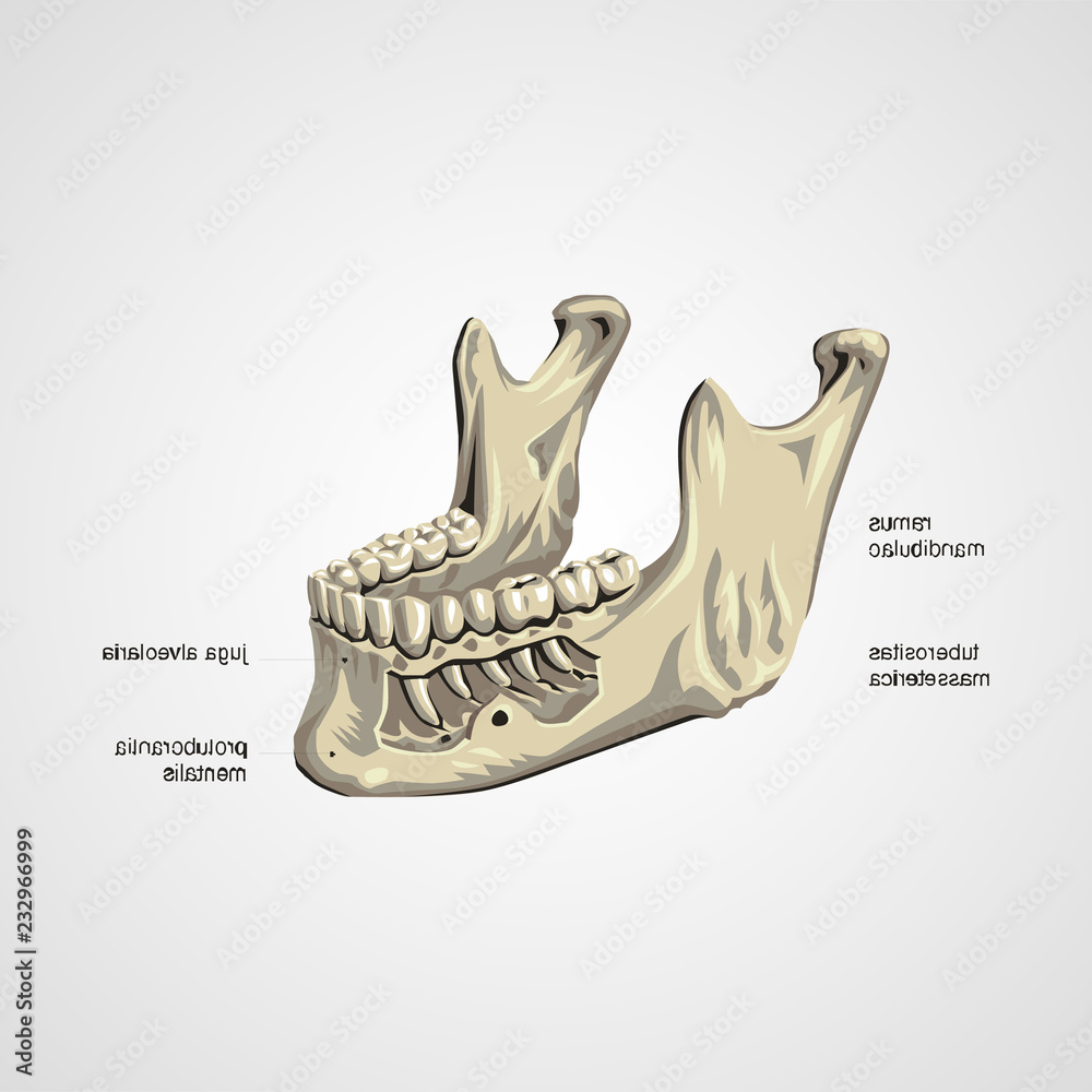 Mandible chin or jaw isolated flat vector image Stock Vector | Adobe Stock