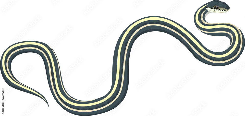 vector Common garter snake Stock Vector | Adobe Stock