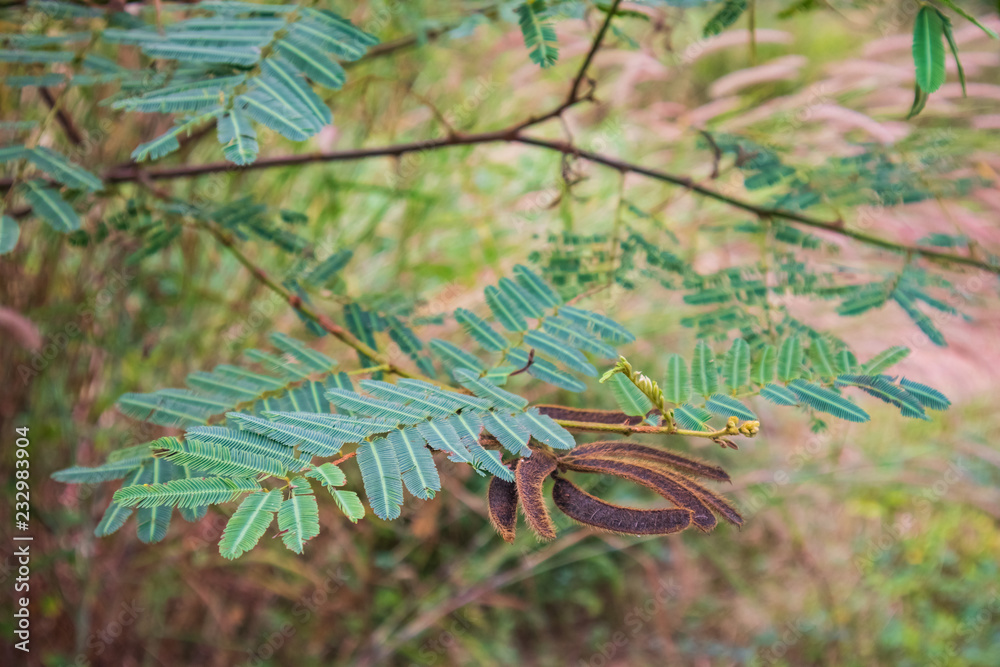 Mimosa pigra, commonly known as the giant sensitive tree - a species of ...