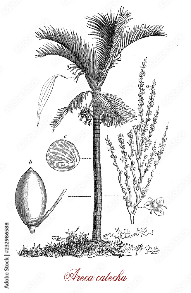 Vintage botanical engraving of Areca catechu, species of palm native to ...