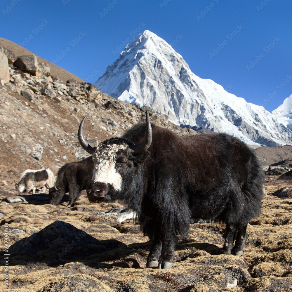 Black yak on the way to Everest and mount Pumo ri Stock Photo | Adobe Stock