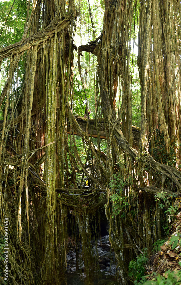 Banyan tree in the monkey forest, Ubud, Bali, Indonesia, Southeast Asia ...