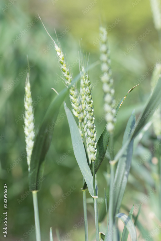 espiga de trigo Stock Photo | Adobe Stock