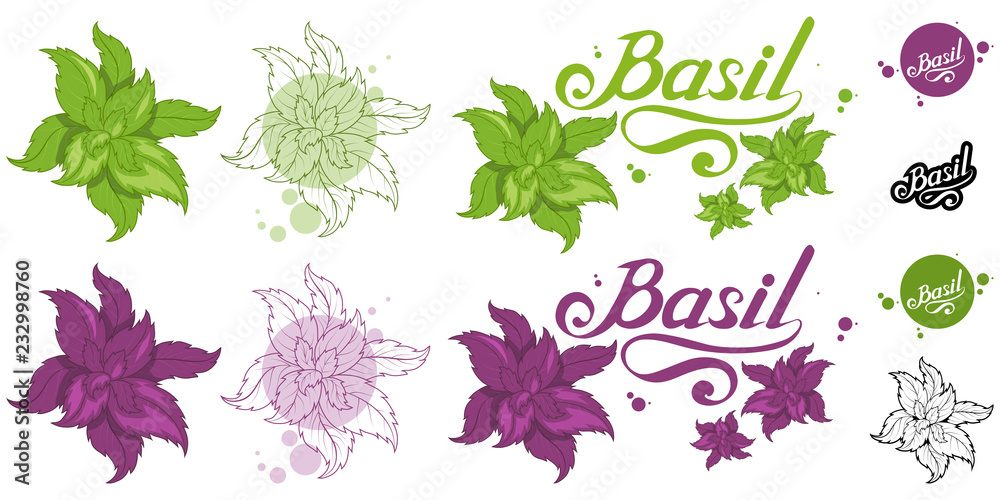 hand drawn basil leaves, spicy ingredient, green basil logo, healthy ...