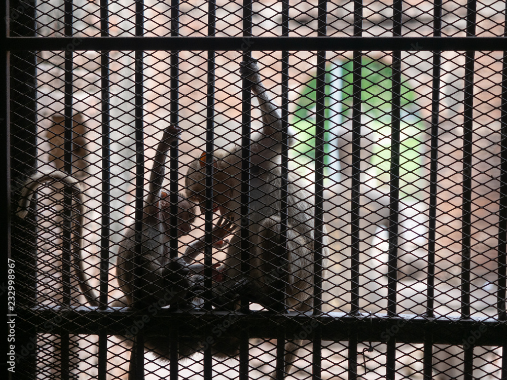 Two monkeys are teasing each other, with one of their hand holding cage ...