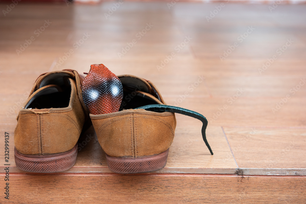 Animals Wearing Shoes