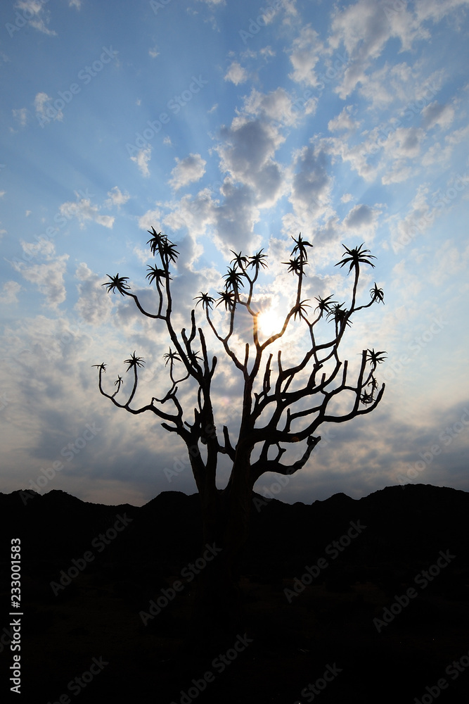 Quiver tree silhouette Stock Photo | Adobe Stock