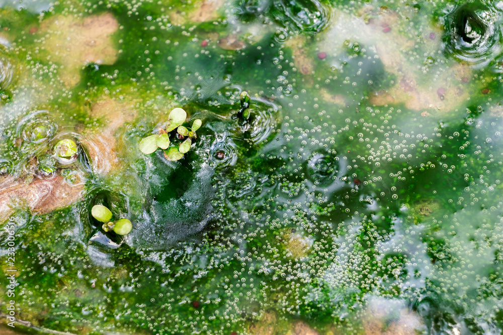 Algae blooms water green surface on the water pollution water nature ...