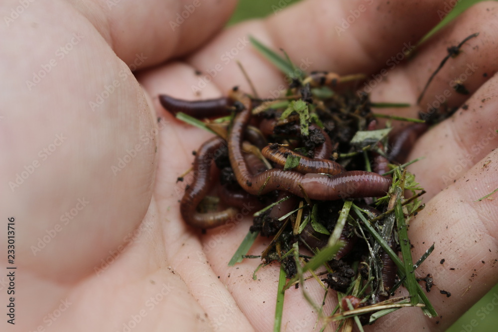 Earth worms known as red wigglers in a mans hand. these worms are used ...