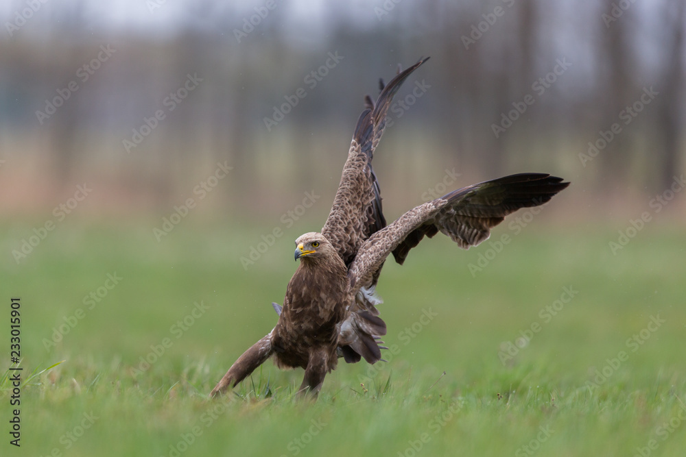 Lesser Spotted Eagle In Flight