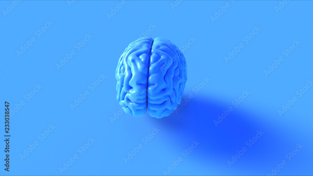 Blue Human brain Anatomical Model 3d illustration 3d rendering Stock ...
