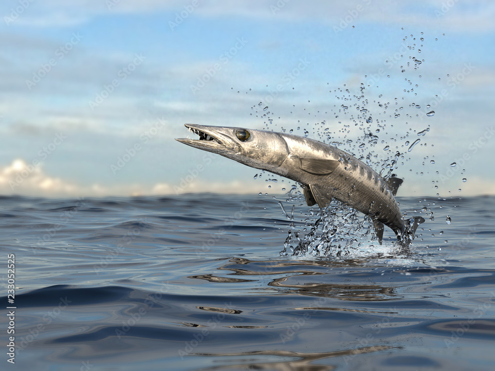 Carnivorous predator fish barracuda in ocean out of water Stock ...