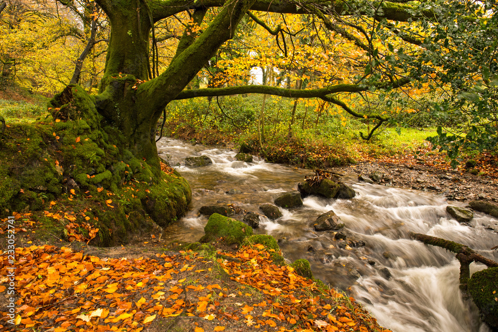 Lots of rain makes a thunderous forest stream flow past the moss ...