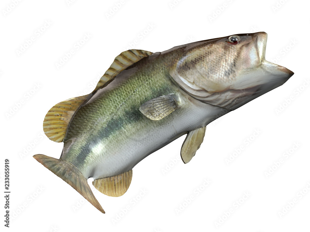 Great pose of large mouth bass fish freshwater bass 3d render Stock ...