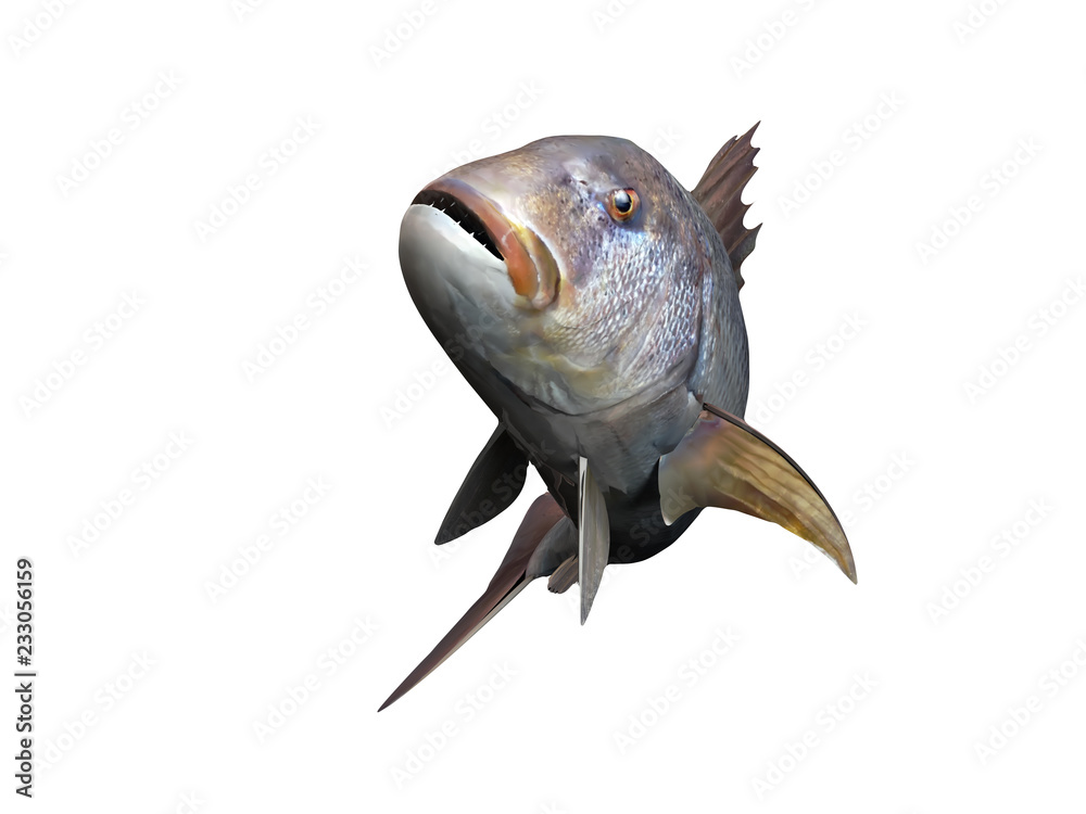 Pink dentex pandora fish sport fishing 3d render looking at camera ...