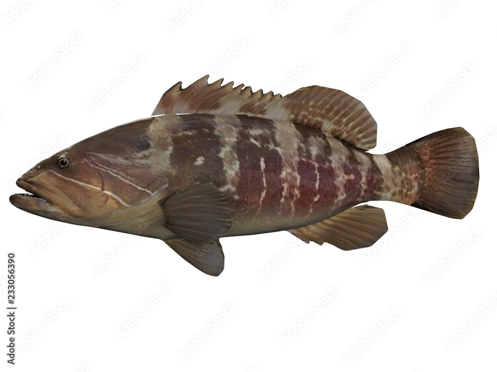 Side view of white great grouper fish with great coloring 3d render ...