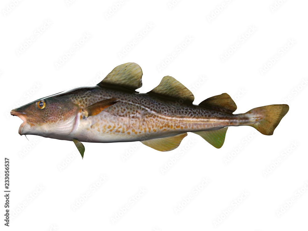 Side view of cod fish 3d render Stock Photo | Adobe Stock