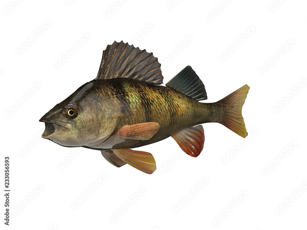 Perch fish 3d render with isolated white background Stock Illustration ...