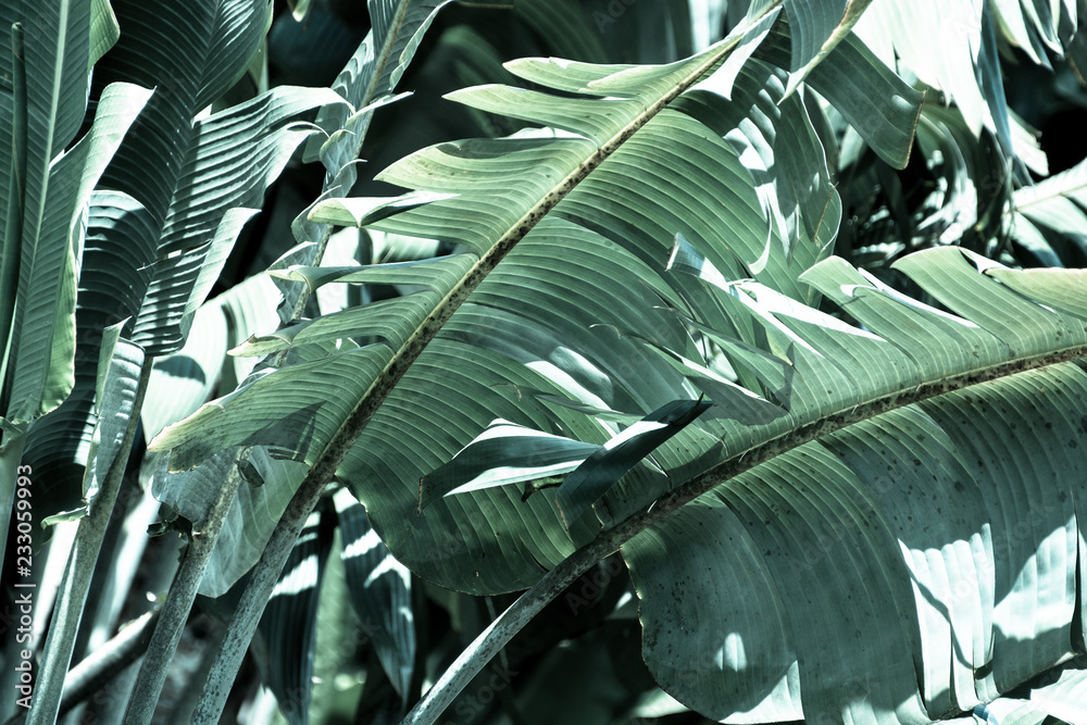 Ravenala tree in nature - barn structure and leaves Stock Photo | Adobe ...