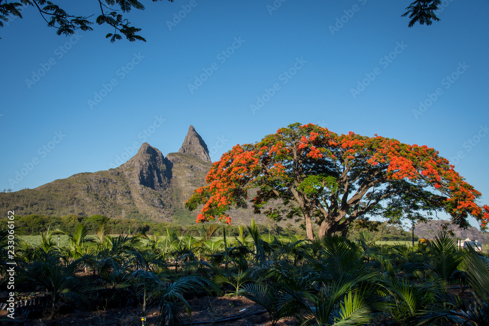 Rural road and Flame tree from Mauritius, with Rempart mountain in the ...