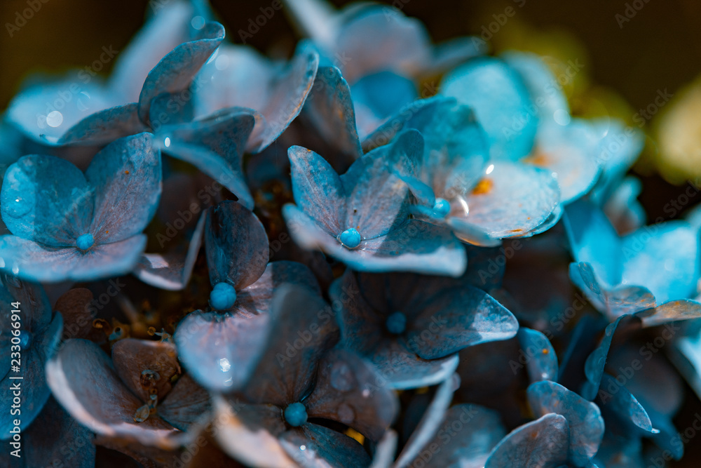 Hortensie ganz nah Stock Photo | Adobe Stock