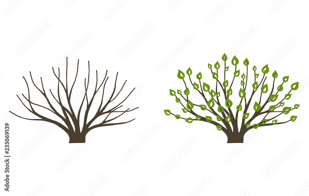 Bush with leaves and without on white background. Bush at the different ...