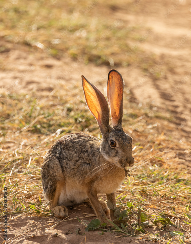 Full body portrait of African hare, Lepus capensis, with backlit large ...