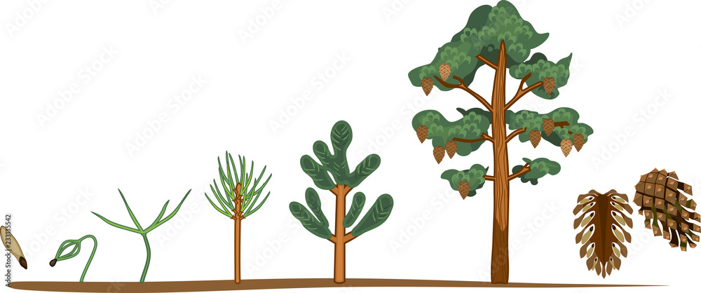 Pine tree life cycle. Stages of growth from seed to mature pine tree ...