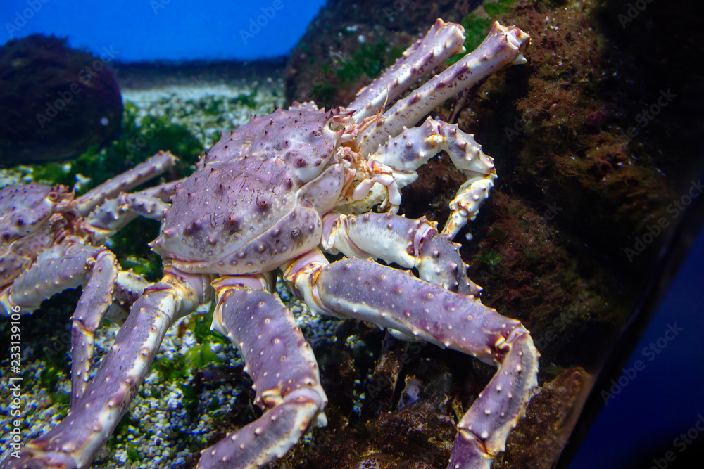 Red king crab. Valuable commercial species. Inhabits areas of the ...
