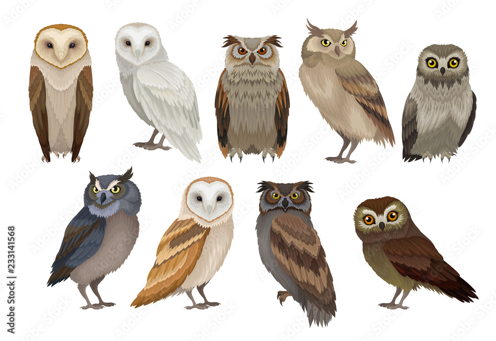 Flat vector set of different species of owls. Wild forest birds. Flying ...