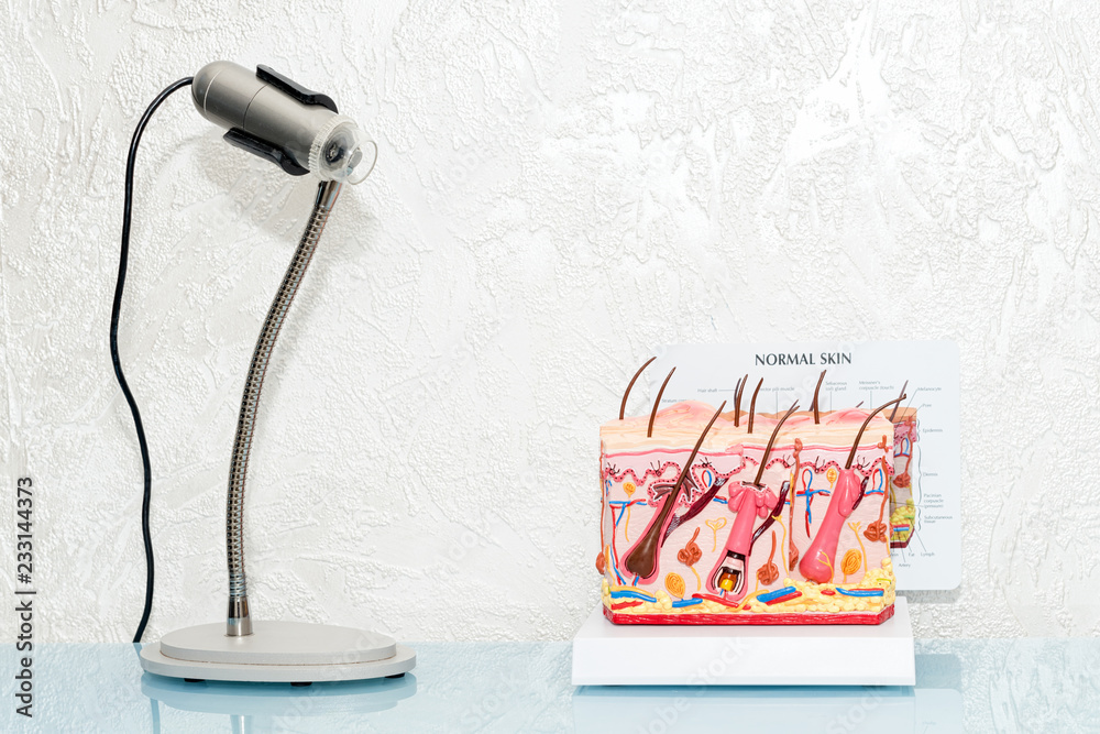 The Human Skin Cross-Section model. Detailed human skin structure with ...