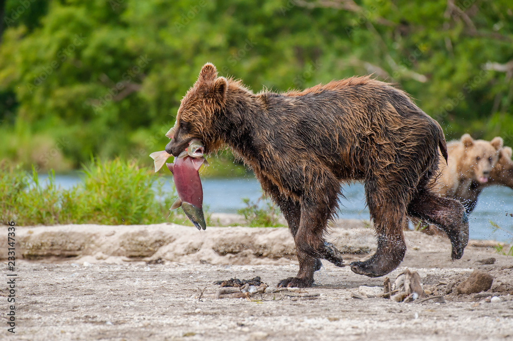 The Kamchatka brown bear is a subspecies of the brown bear, common on ...