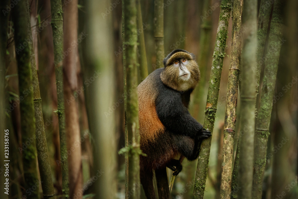 Wild and very rare golden monkey in the bamboo forest. Unique and ...