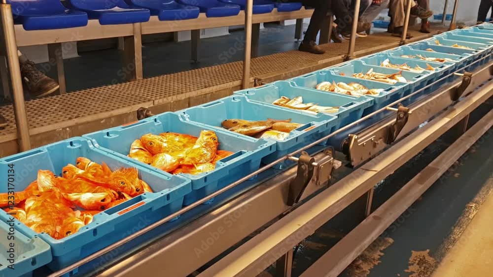 Blue plastic containers on conveyor with catch of sea fish, shrimps ...