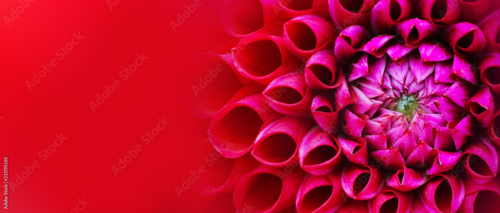 Red and pink dahlia flower macro photo background. Picture in colour ...